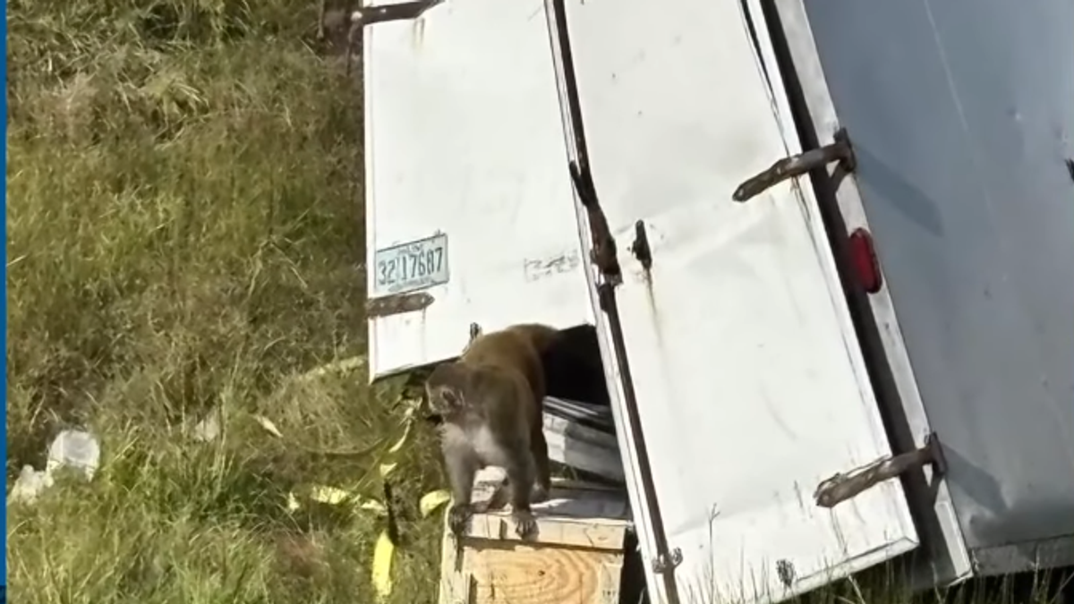 (Video) Panika! Tri majmuna pobegla posle prevrtanja kamiona: Vlasti ...