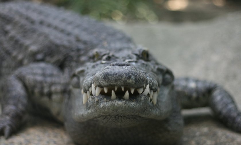 Krokodyl zjadł turystę na oczach rodziny! Krokodyl zjadł turystę na oczach rodziny!