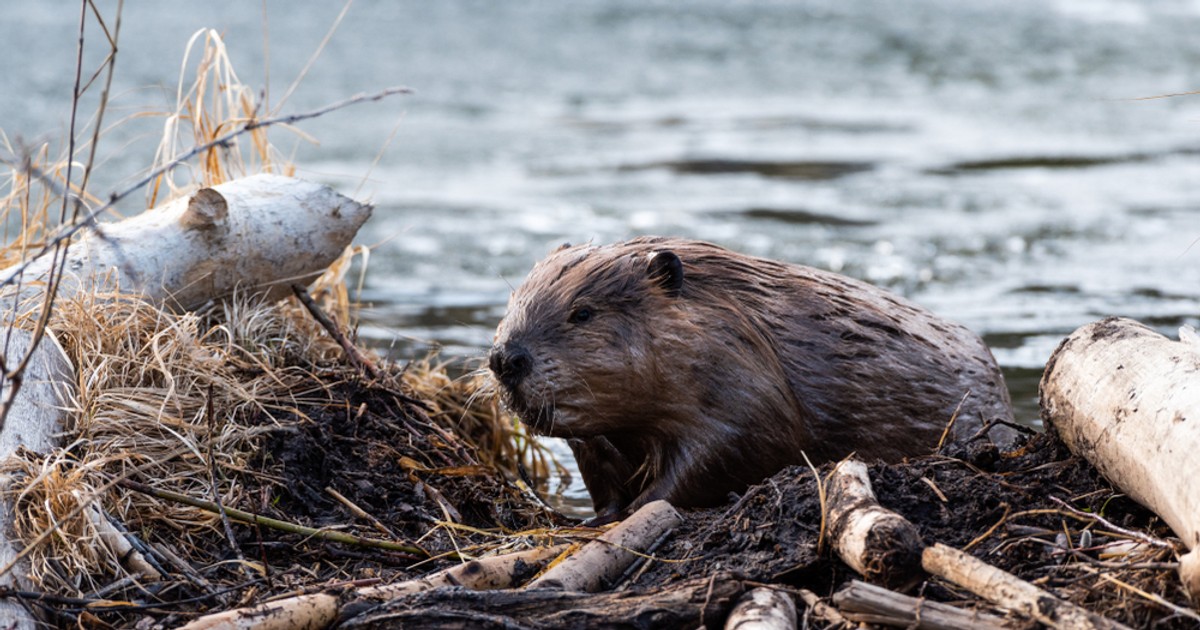 Wodociągi zniszczyły tamy bobrom. Tak pogarszają kryzys wodny - Zielony ...