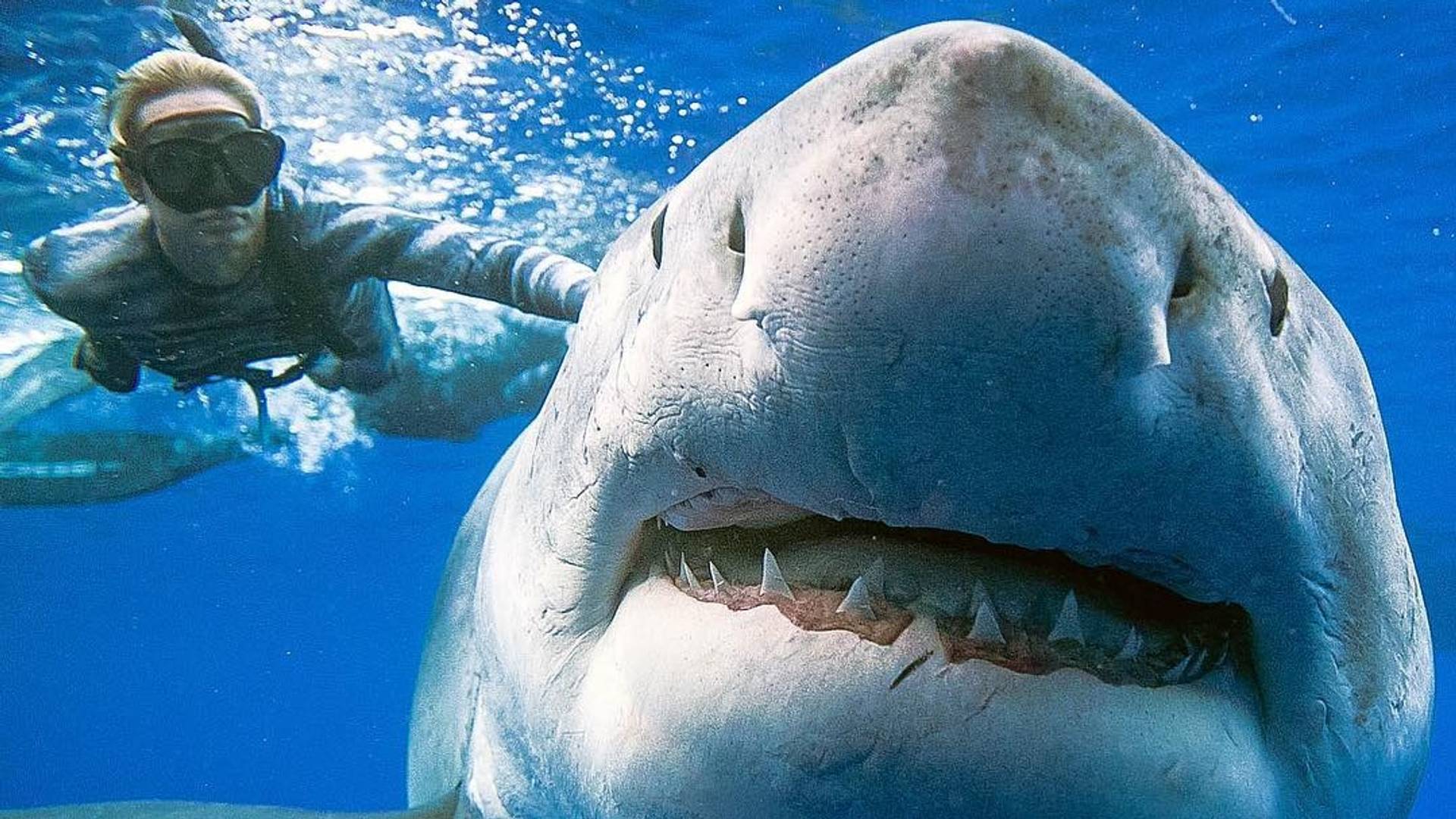 Meer-Giganten: Taucher schwimmen mit dem größten Weißen Hai, der je ... Meer-Giganten: Taucher schwimmen mit dem größten Weißen Hai, der je ...