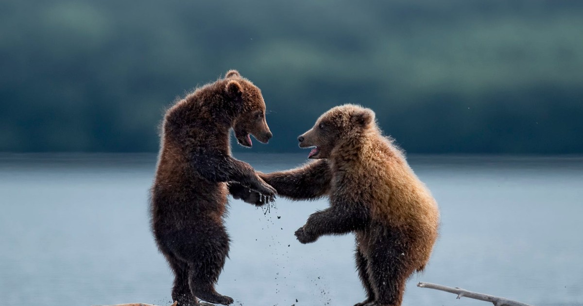 41 hilarious animal photos in this year's Comedy Wildlife Photography ...