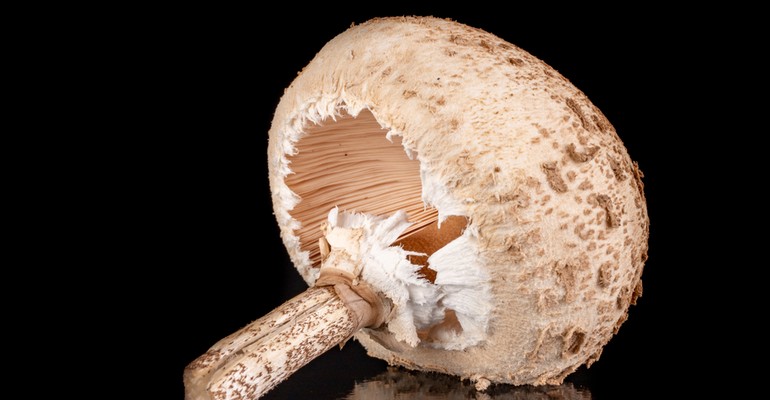 Kanie (grzyby) – właściwości, występowanie, przeciwwskazania