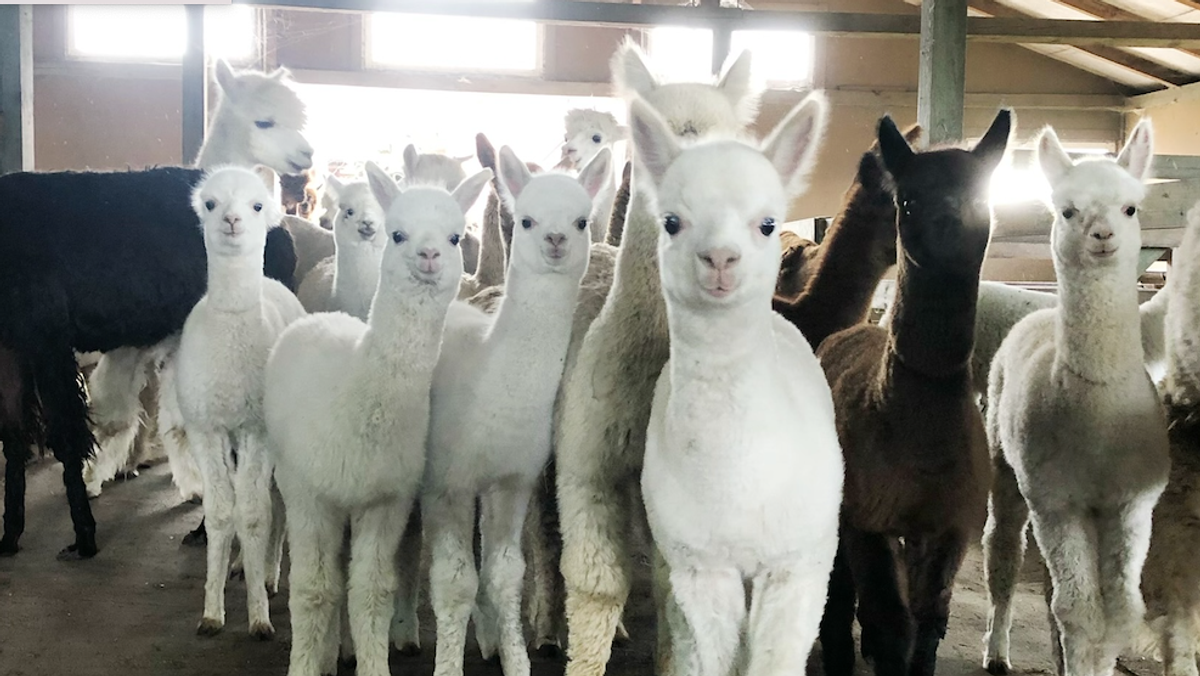 Hodowla Alpak. Dlaczego nad Wisłą zapanowała moda na alpaki? | Newsweek