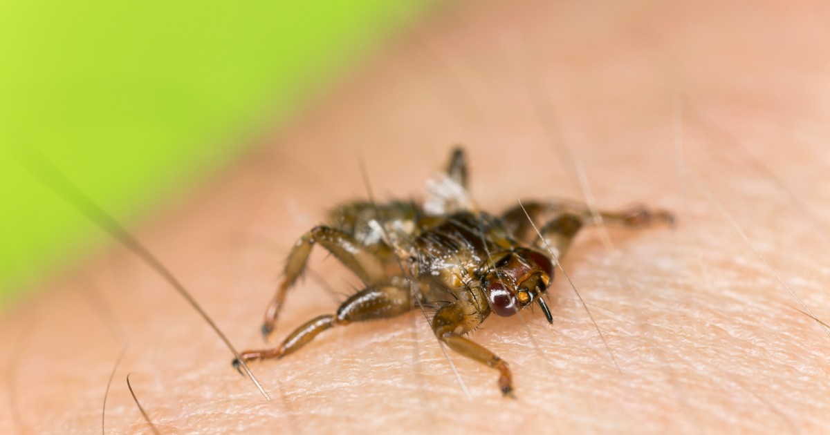 Strzyżaki sarnie - nowa plaga w lasach. Jak wyglądają "latające ...