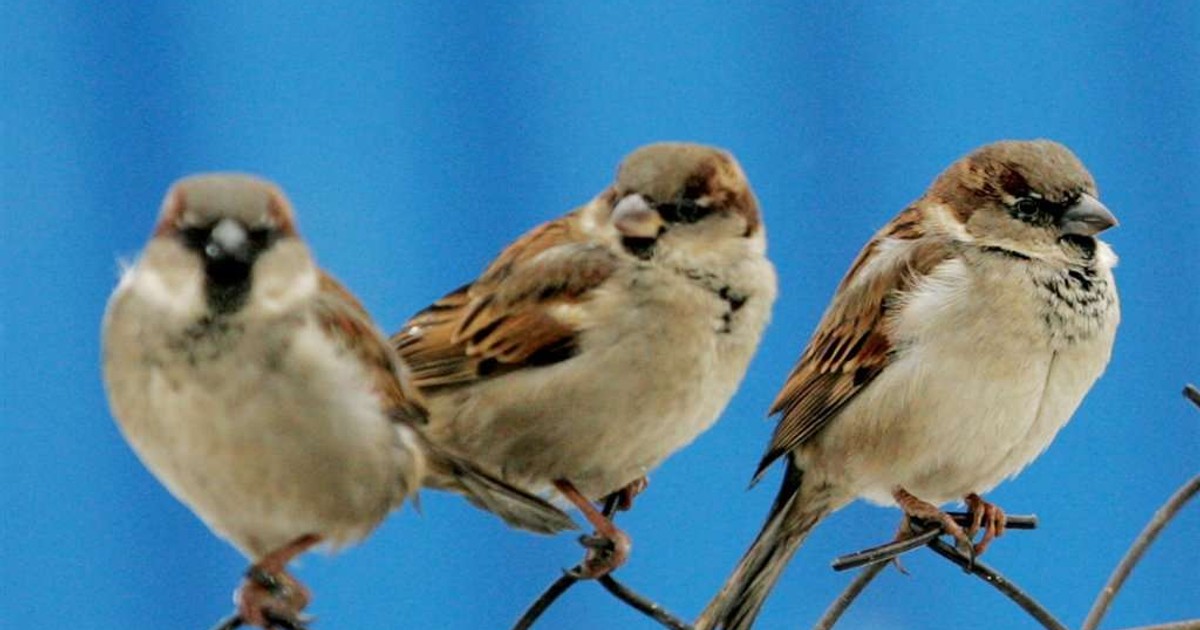 W Polsce giną wróble. Jak to?
