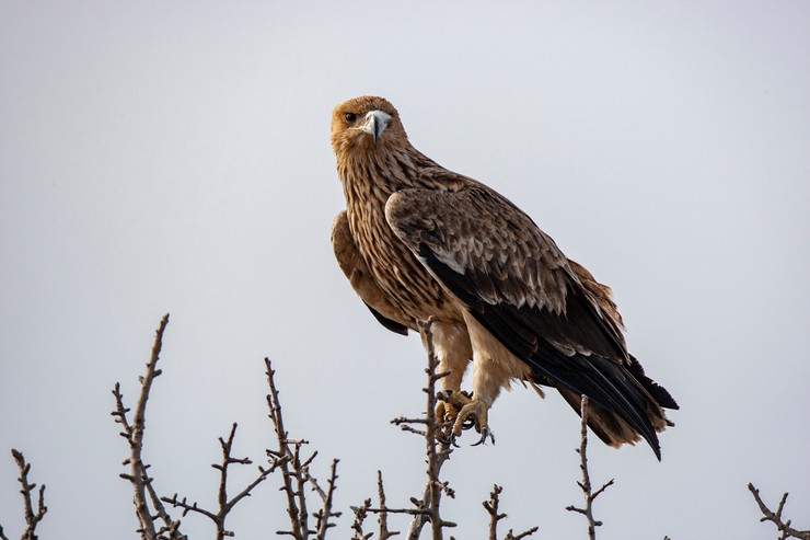 Orao krstaš, velika droplja i ris, samo su neke od vrsta koje su pred ...