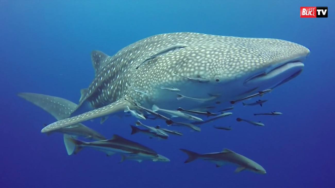 POSTOJI VEĆ 60 MILIONA GODINA Snimak izbliza: Ovako izgleda KIT-AJKULA, najveća riba na svetu ...