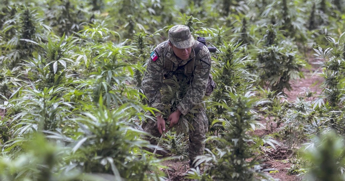 The Sinaloa Cartel's 'narco juniors' have big plans for marijuana, and ...