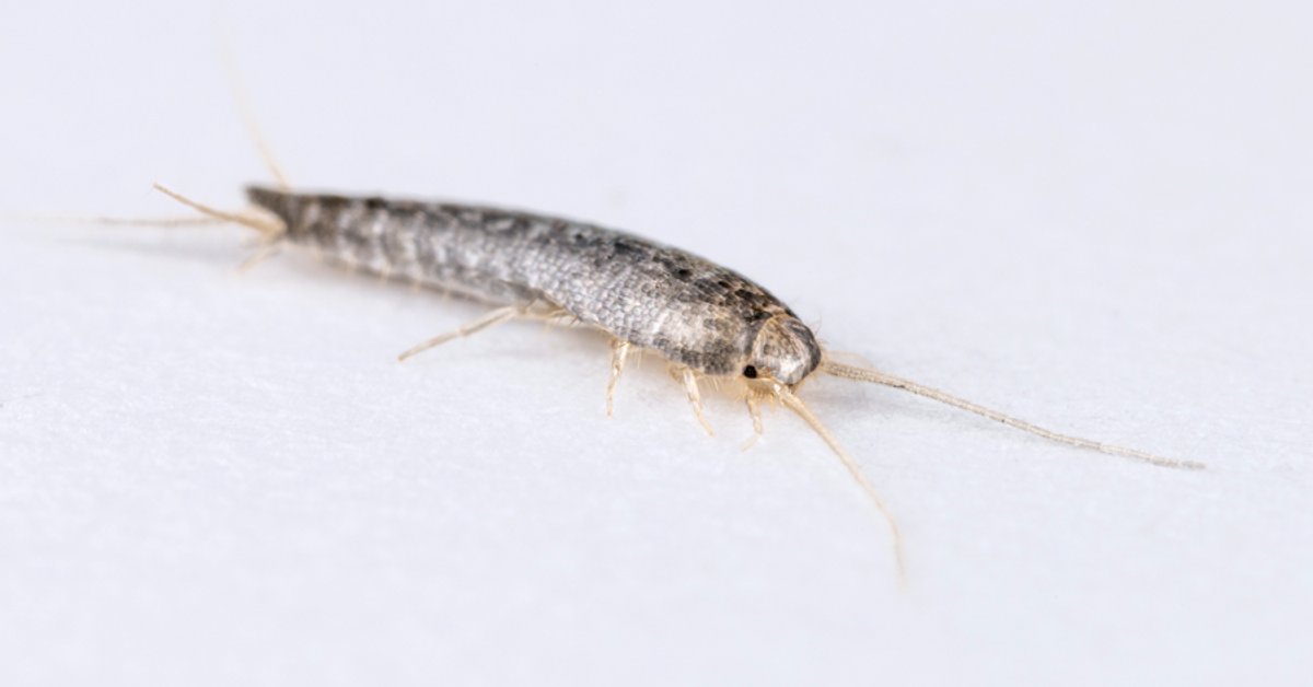 "Długowieczny" rybik cukrowy — poznajcie go bliżej - Styl życia