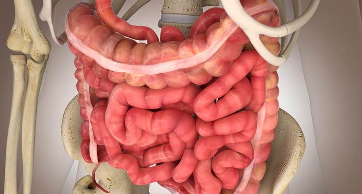 Jelito – ważna linia obrony organizmu