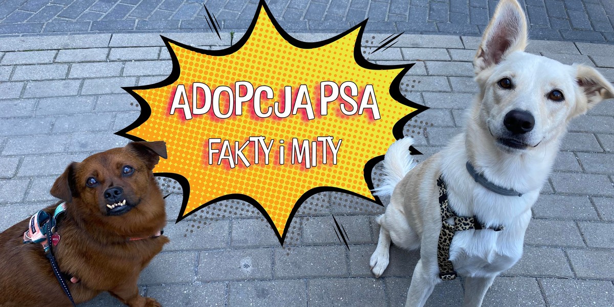 Adopcja psa ze schroniska. Fakty i mity - Kobieta