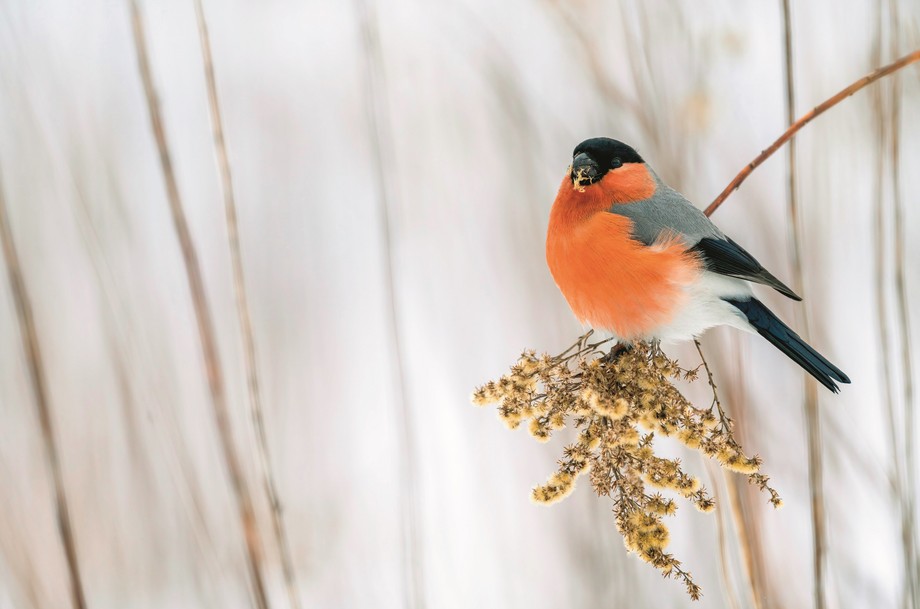 Łukasz Haluch: Ptasiarstwo wyciąga nas zza biurek i pozwala uwolnić się ...