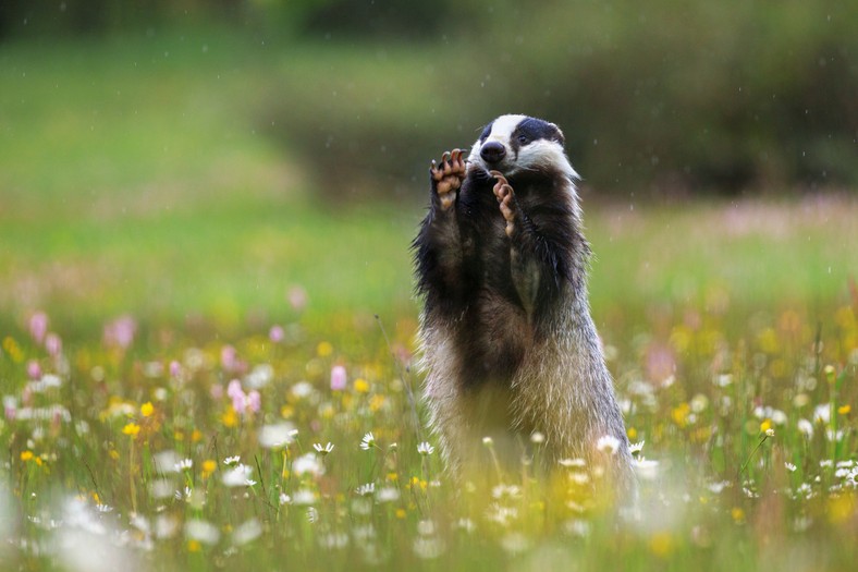 Znasz zwierzęta polskich lasów? Z wynikiem 13/13 możesz zostać ...