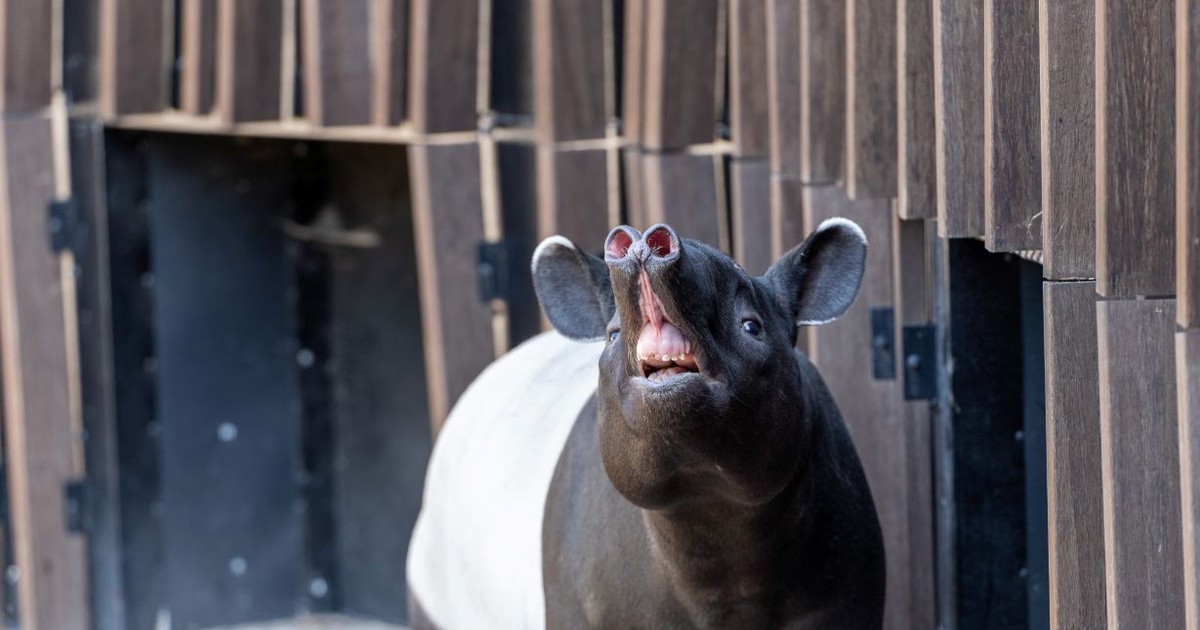 Tapir malajski jest nowym nabytkiem w łódzkim zoo. Jest bardzo silny