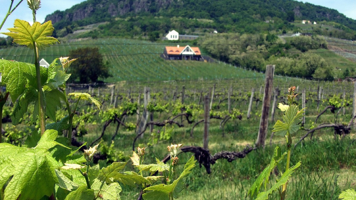 A Badacsonyi borvidék harminchat pincészete is bemutatkozik a Badacsony ...