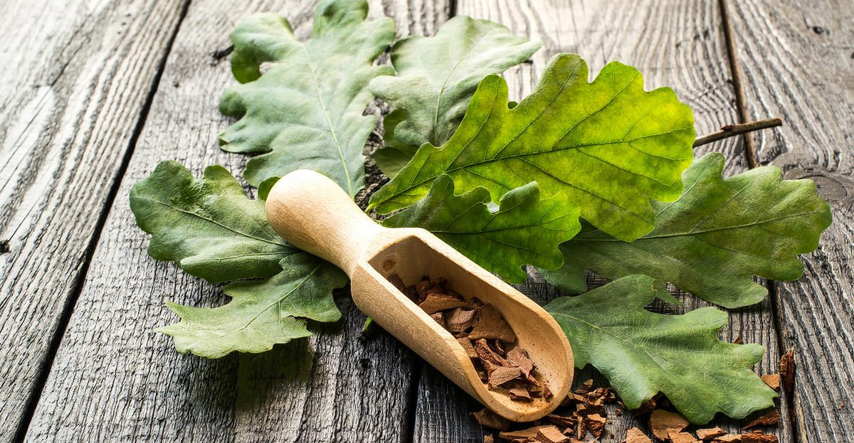 Kora dębu - właściwości zdrowotne, zastosowanie, przeciwwskazania, cena ...