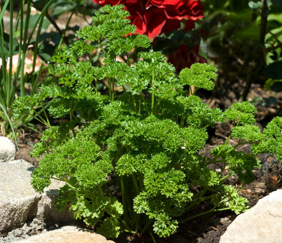 Kicsi a kerted? Így termelhetsz petrezselymet, kaprot és lestyánt ...