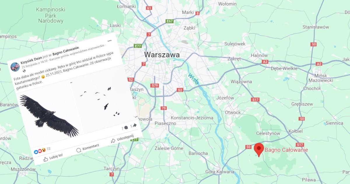 Największy mięsożerny ptak Europy, sęp płowy, pojawił się w Polsce ...