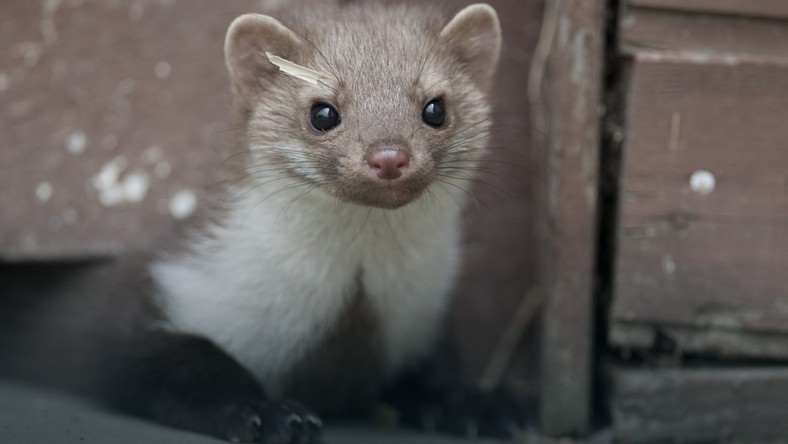 Kuna domowa: jak się jej pozbyć, jak ostraszyć, jak wygląda - Dom