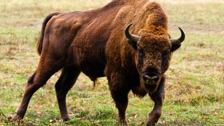 Polskie żubry przeprowadziły się na Bornholm - Dziennik.pl