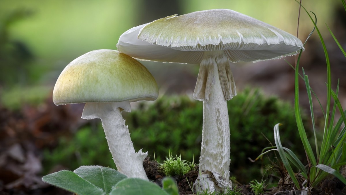 Dzieci zjadły muchomora sromotnikowego. Walczą o życie - Wiadomości