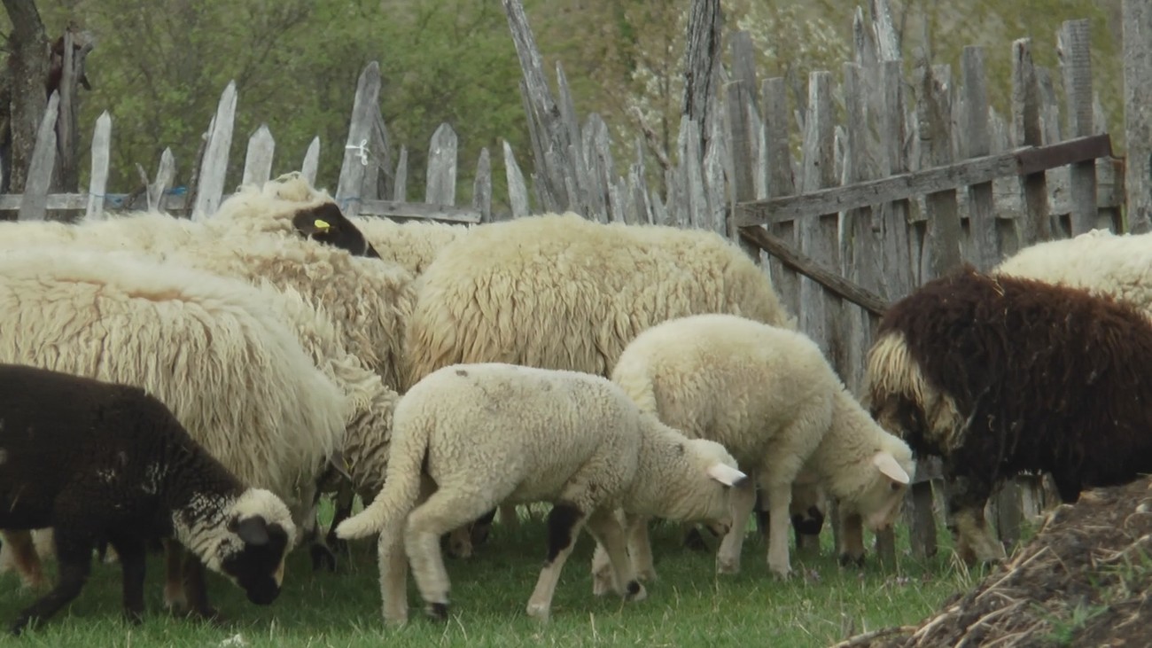 Psi lutalice napali stado ovaca i jagnjadi - Blic