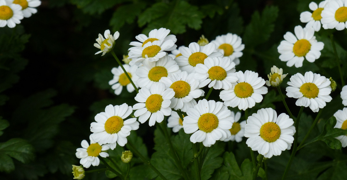 Złocień maruna - naturalny sposób na migrenę. Jak stosować złocień maruna?