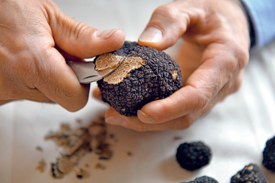 Trufle. Plantacje w Polsce i na świecie. Ile są warte trufle? Ile ważą ...