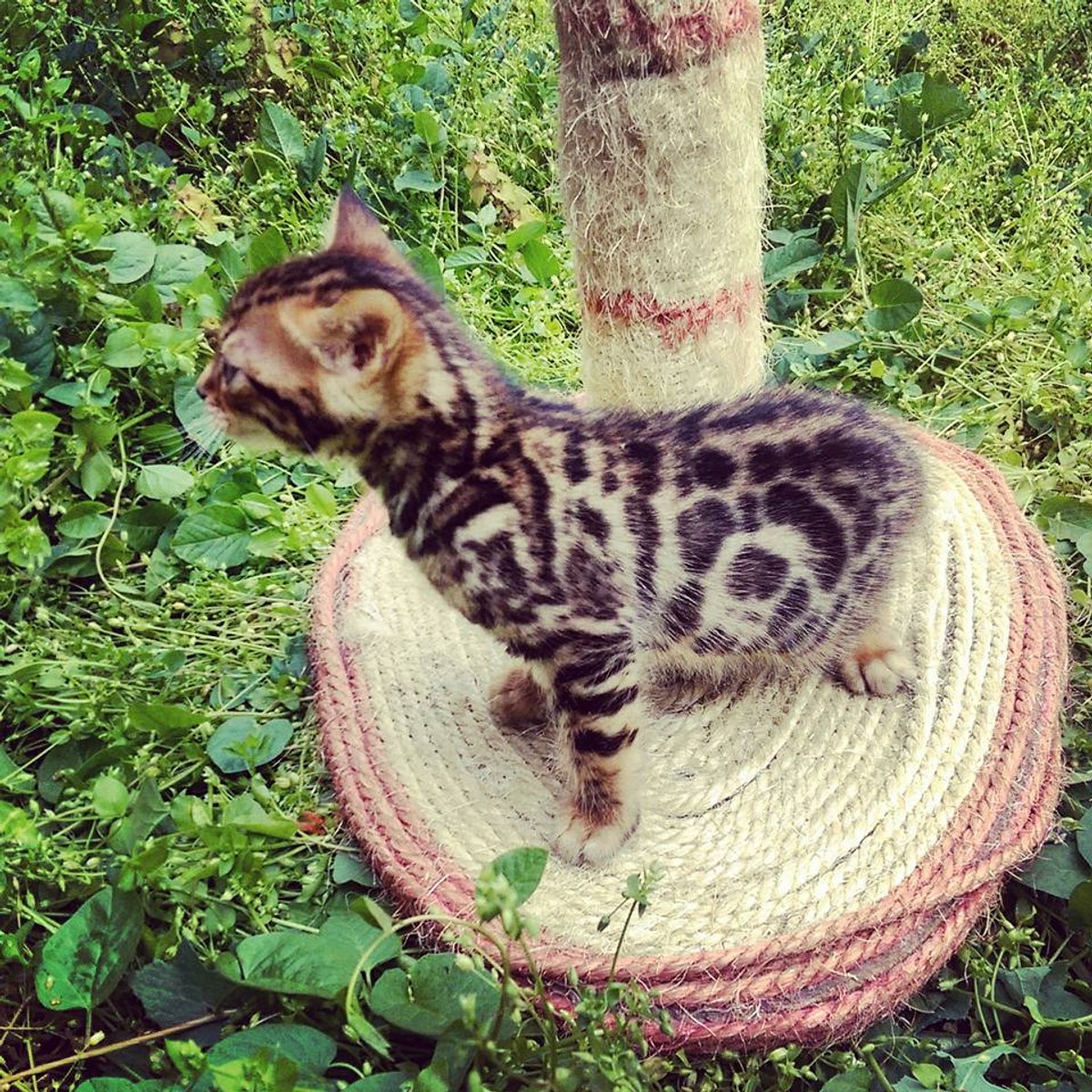 CICA MACA OD 50.000 EVRA Bengalska mačka ili "Rols-Rojs" u svetu ljubimaca