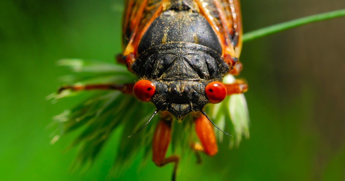 Amerykanie w napięciu oczekują "inwazji cykad" - Podróże