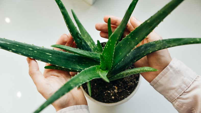 Aloes - właściwości, pielęgnacja - Dom