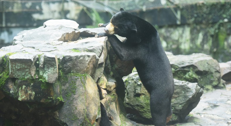 People are traveling for hours just to see if a sun bear at a Chinese ...
