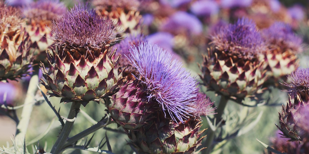 Ostropest plamisty (Silybum marianum) - właściwości lecznicze - Zdrowie