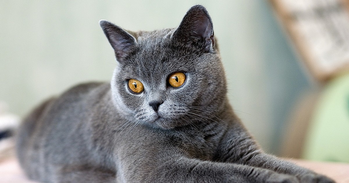 Mieszkanka Zduńskiej Woli oszukana "na kota". Straciła ponad 10 tysięcy ...
