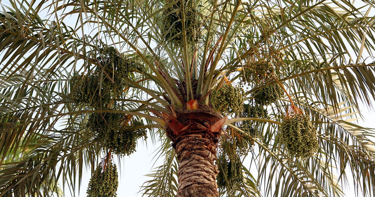 Łódź: wystawa "biblijnych" roślin - Wiadomości