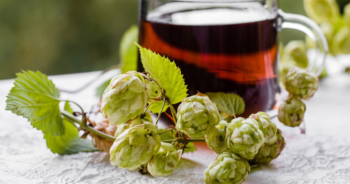 Chmiel - działanie i zastosowanie. Składniki odżywcze, właściwości ...
