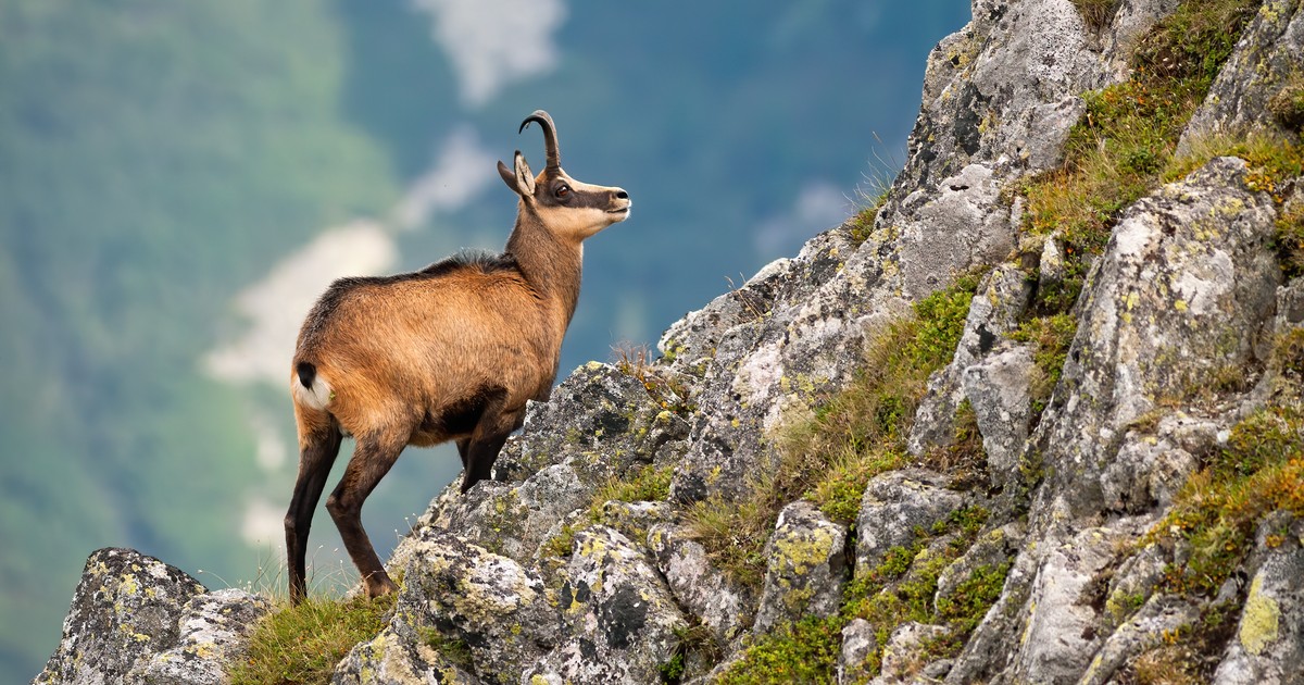 Rozpoczęło się liczenie kozic w Tatrach. 270 osób zaangażowanych w ...