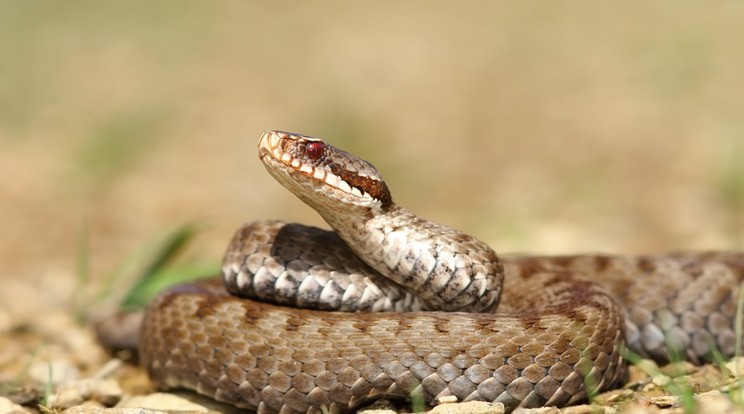 Keresztes vipera mart meg egy férfit a Zemplénben: pokoli kínokat élt ...