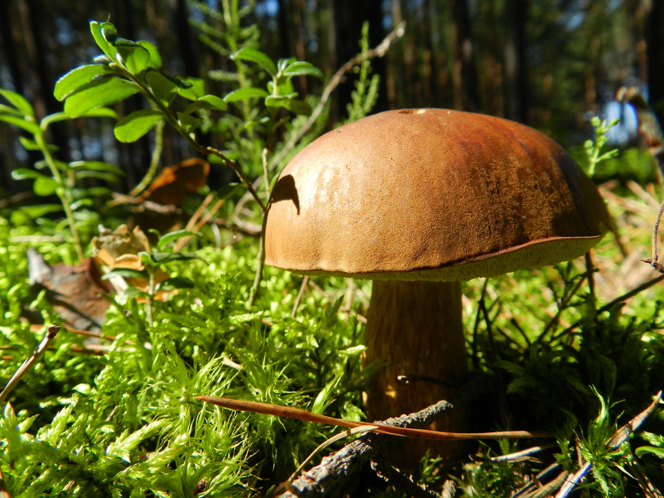 Gdzie zbierać grzyby w Polsce - Podróże