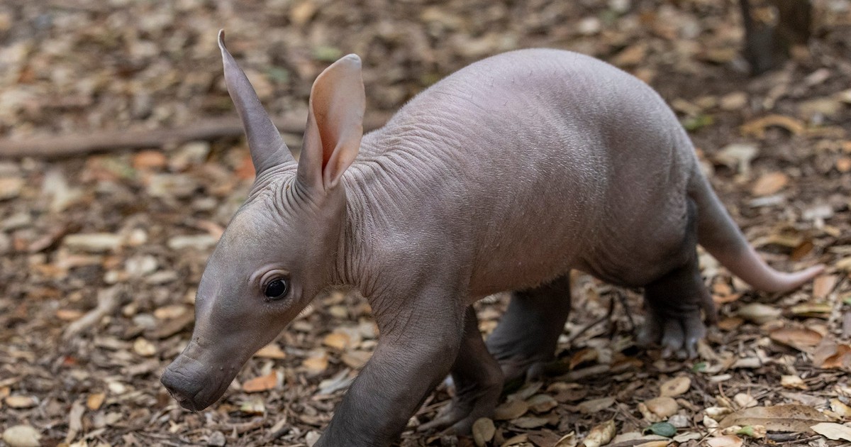 Photos and video show the first aardvark cub born at the San Diego Zoo ...
