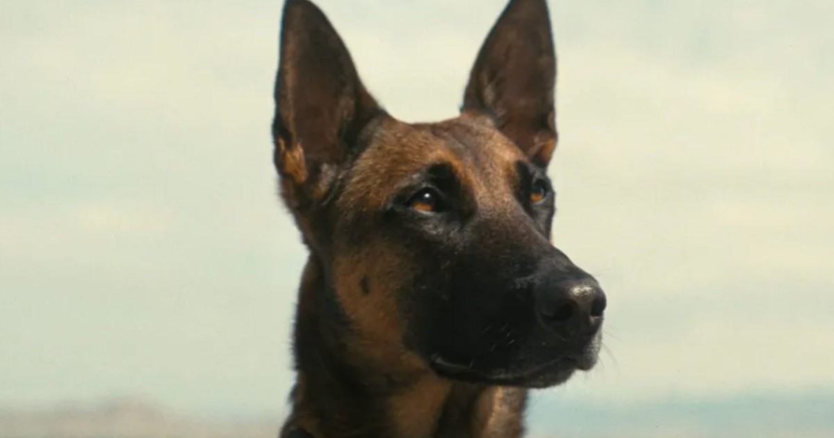 From the adorable yet vicious CX404 in 'Fallout' to Lassie: The best ...