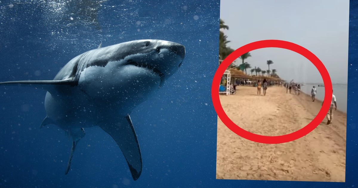 Atak rekina w Egipcie. Drapieżnik odgryzł kobiecie rękę - Podróże