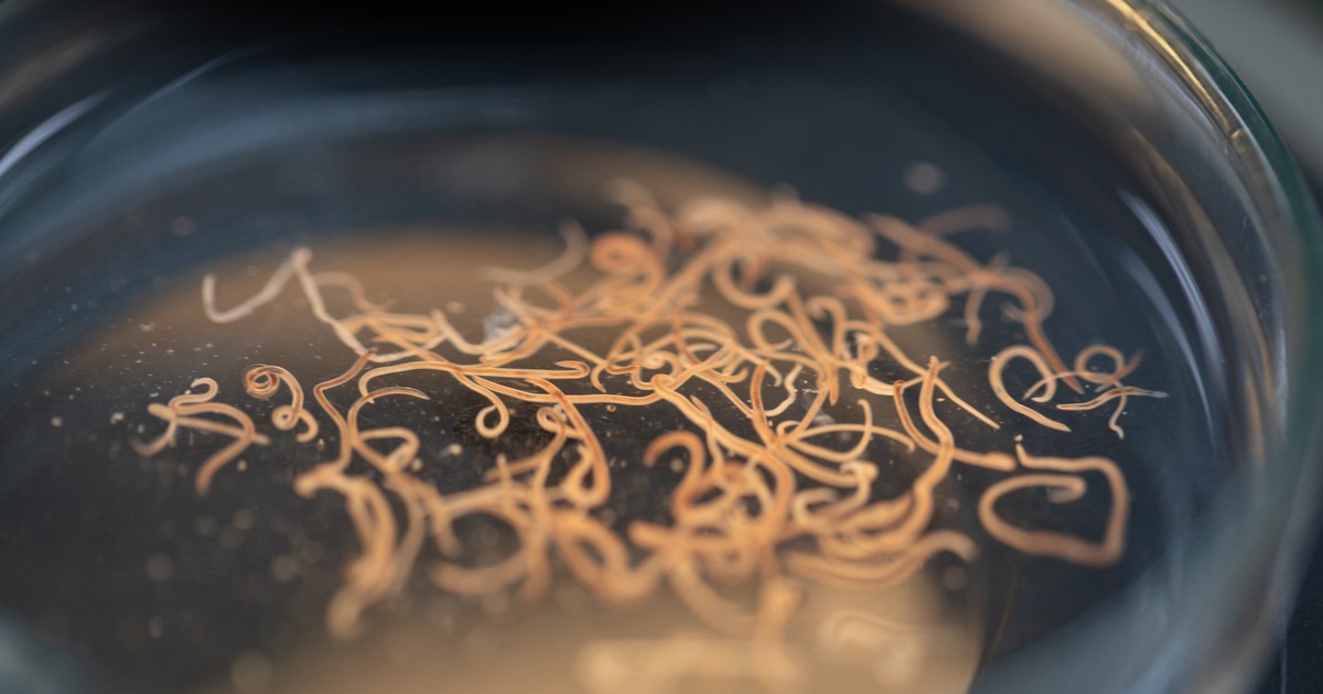 Objawy glisty ludzkiej. Te dolegliwości mogą oznaczać, że zalęgły się ...