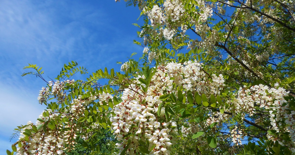 Akacje. Co to za drzewo i jakie daje drewno? Przepis na syrop oraz ...