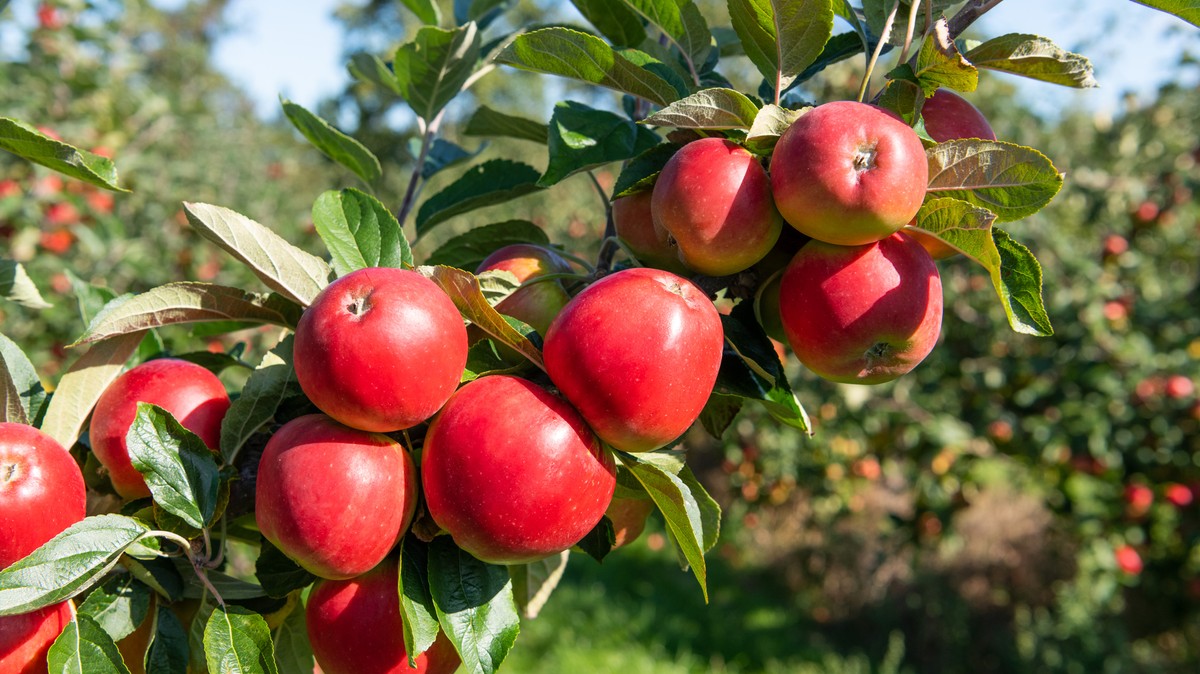 A nagyapám almafái mindig roskadásig tele voltak almával. Most elmondom ...