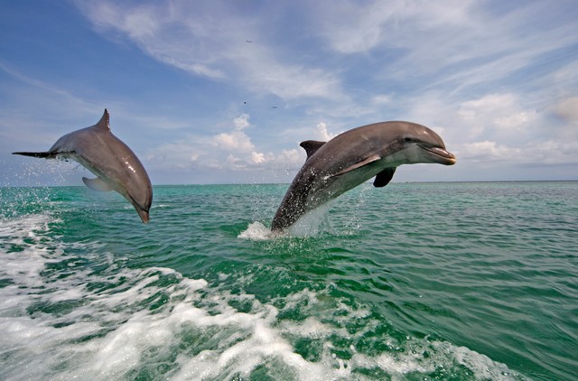 Slatki i umiljati delfini imaju gomilu PRLJAVIH, MRAČNIH TAJNI