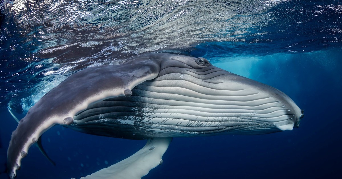 Underwater photos from the World Nature Photography Awards reveal ...