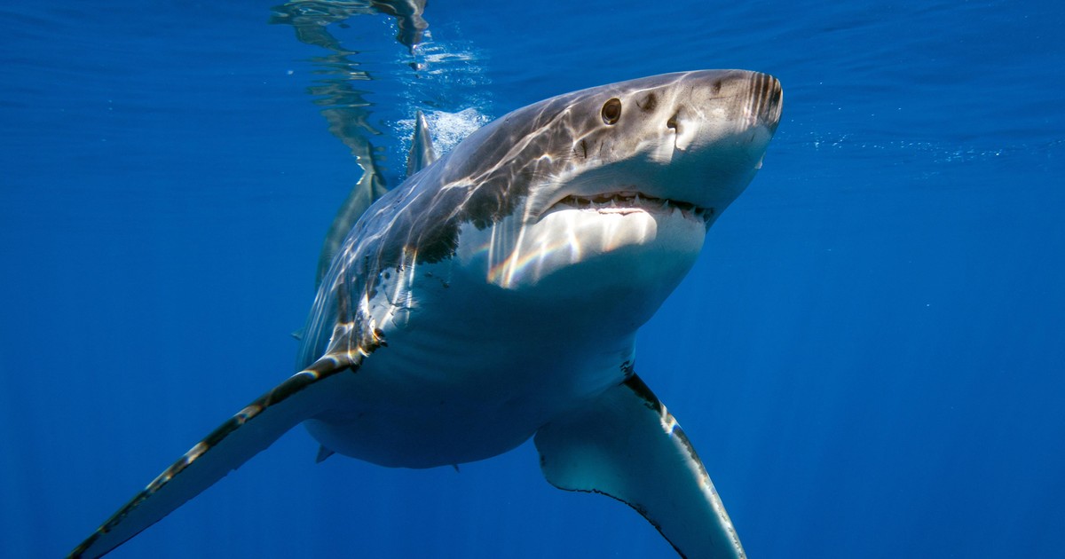 Rekin wśród pływających ludzi w Hiszpani! Do sieci trafiło nagranie