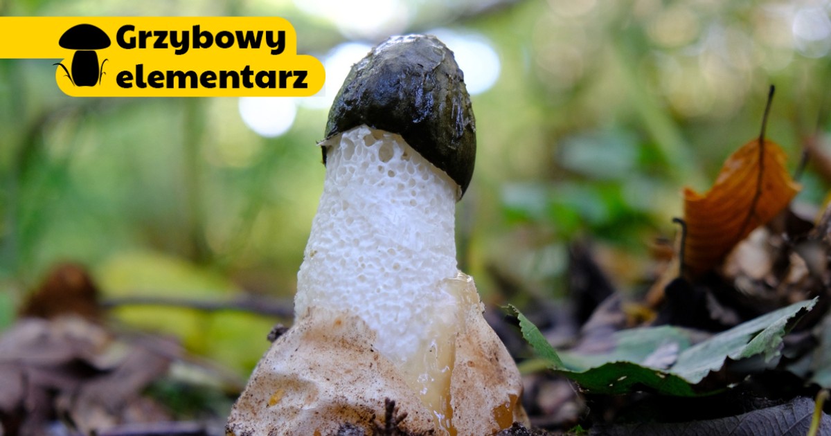 Najzdrowszy grzyb leczniczy w Europie. Czarcie jajo rośnie w polskich ...
