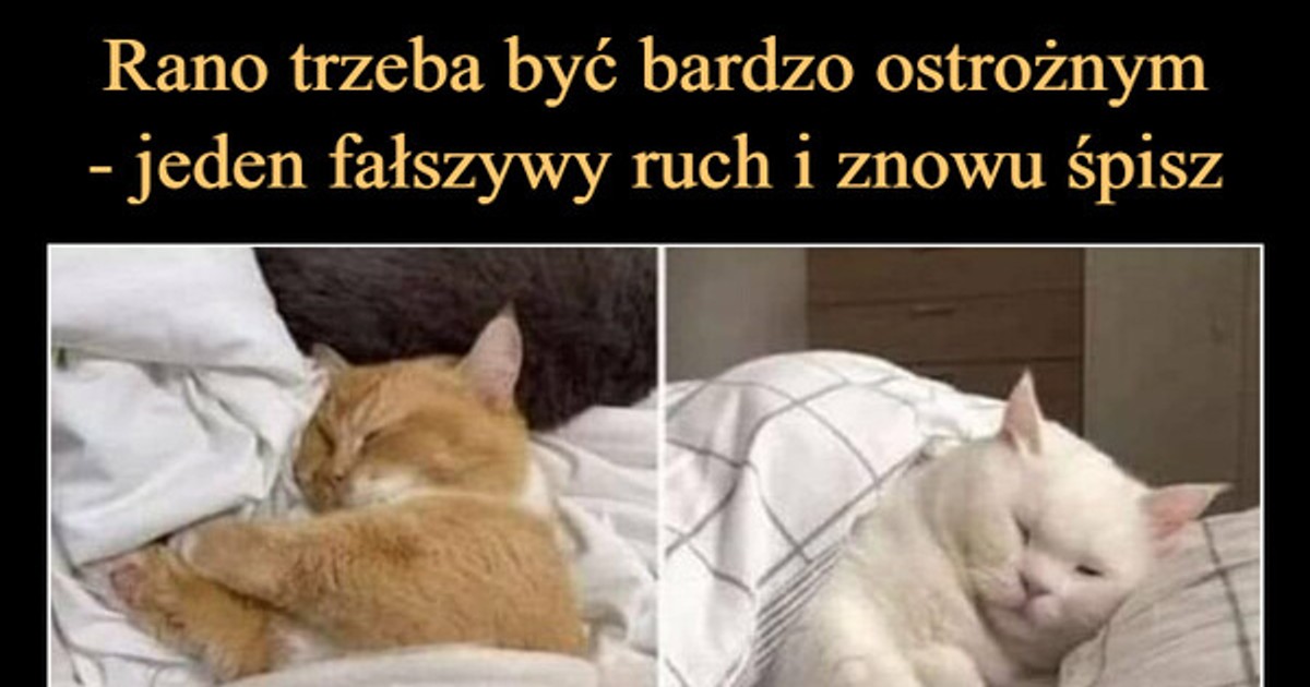 17 marca obchodzimy Światowy Dzień Snu. Te memy rozbawią was do łez ...
